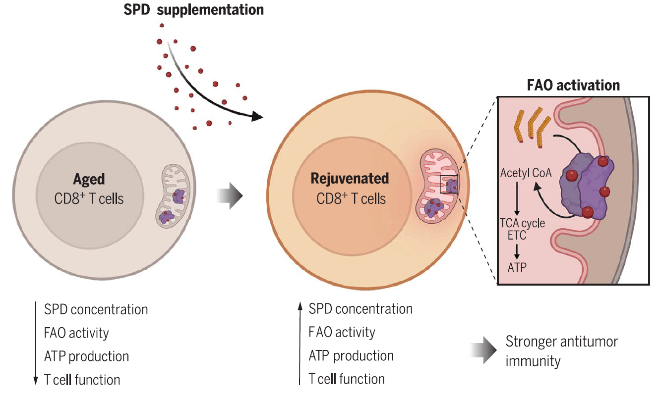 Spermidine Boosts Antitumor Immunity in Mice |SpermidinePURE